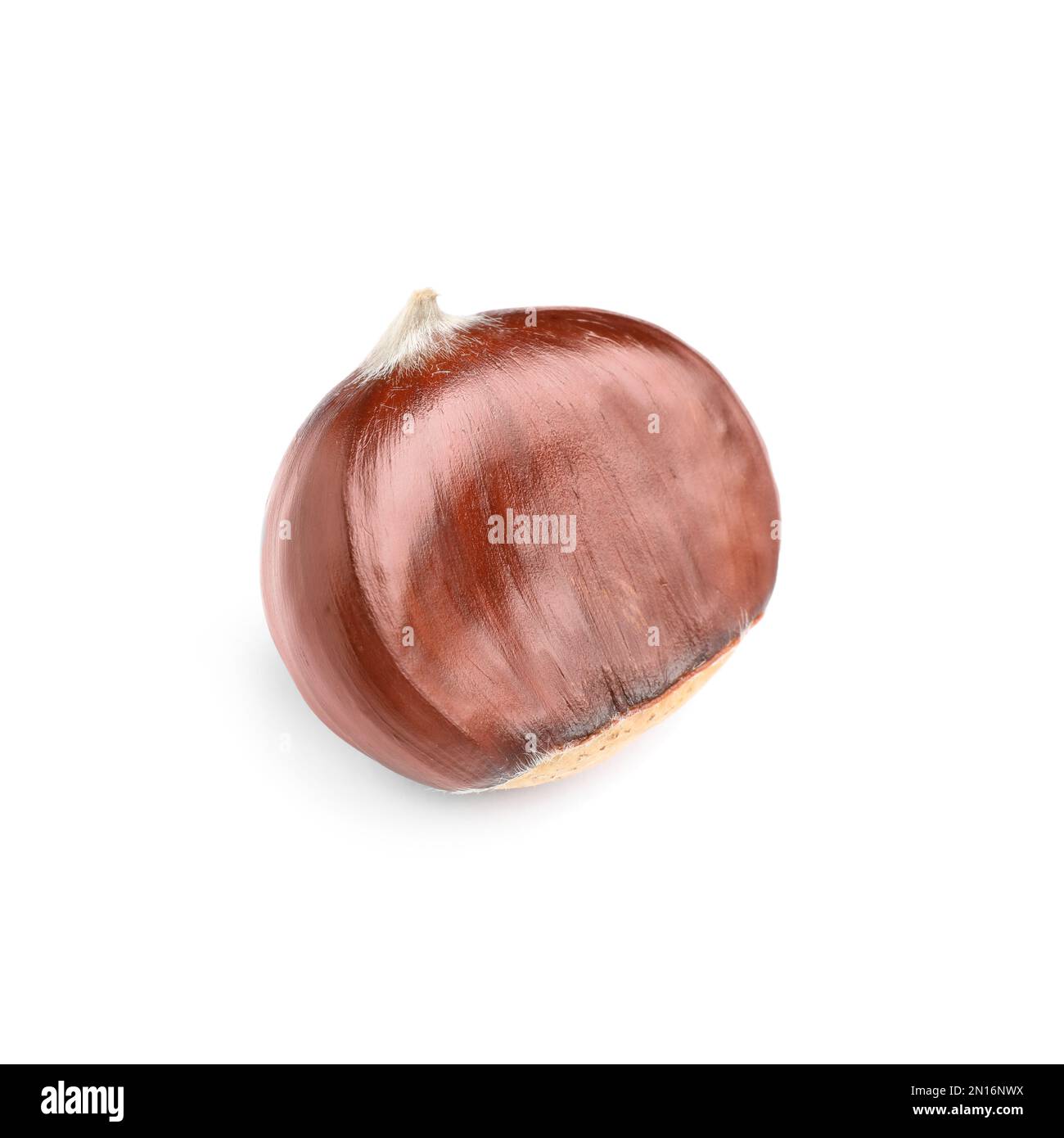 Fresh sweet edible chestnut isolated on white Stock Photo - Alamy
