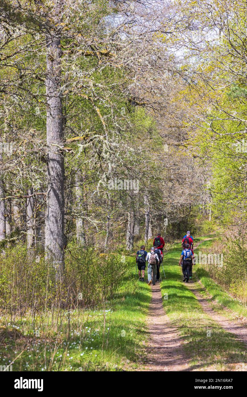People walking on a forest road at springtime Stock Photo - Alamy
