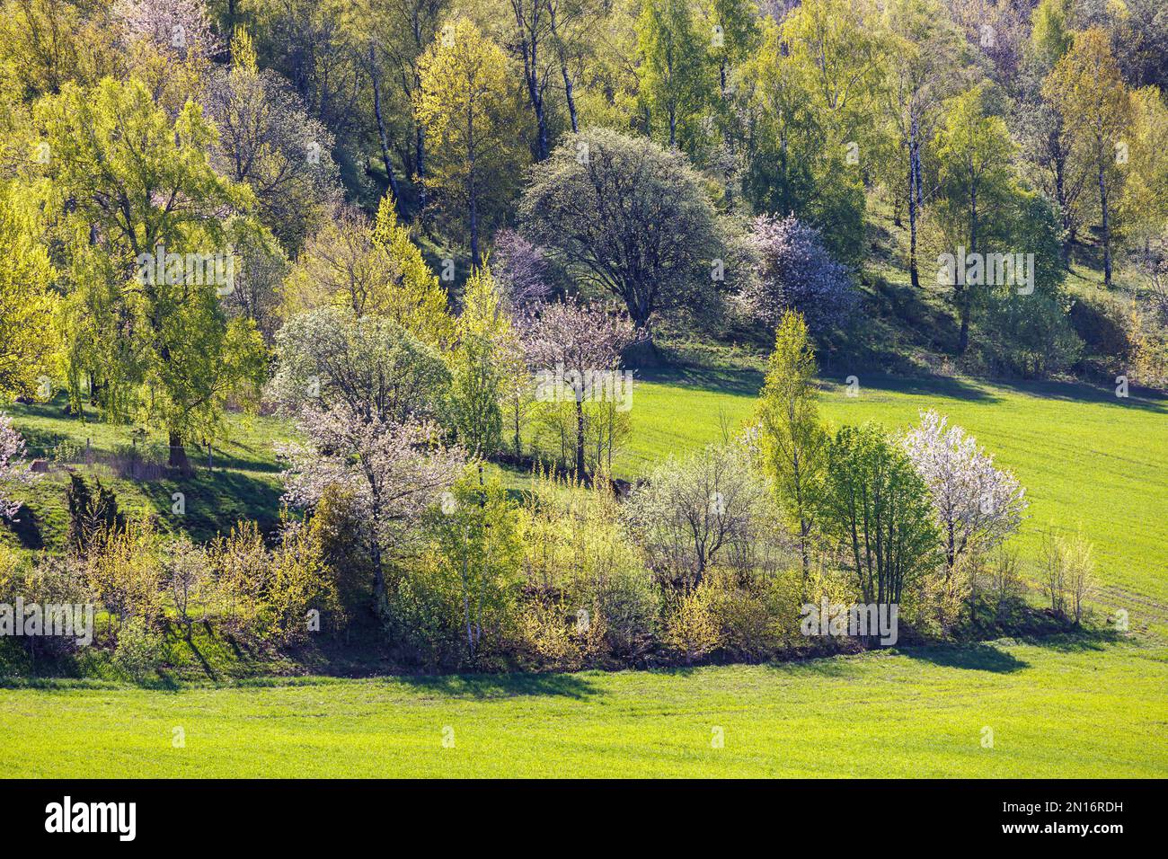 Budding trees by a green field at spring Stock Photo - Alamy