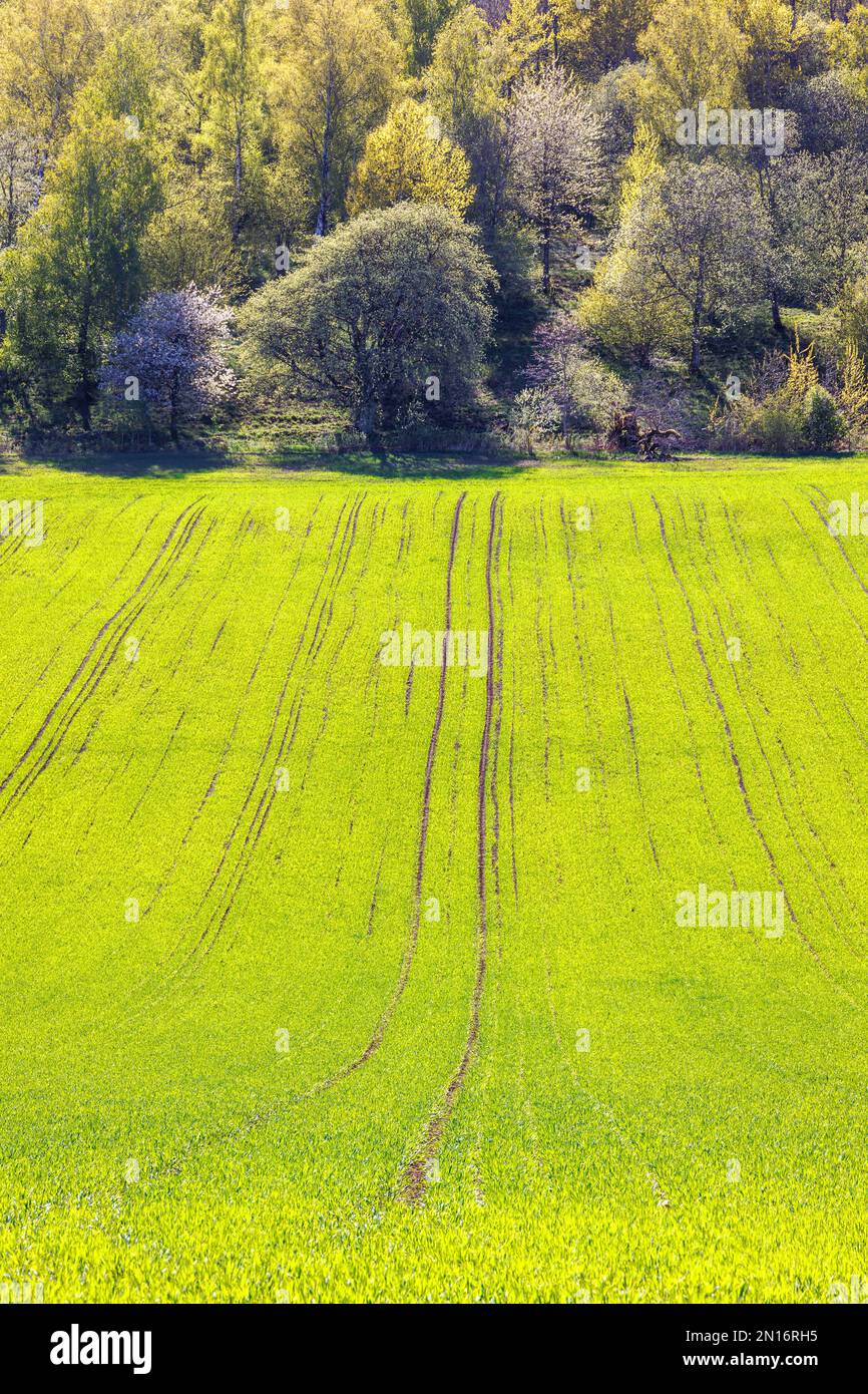 Green field with budding trees at spring Stock Photo - Alamy
