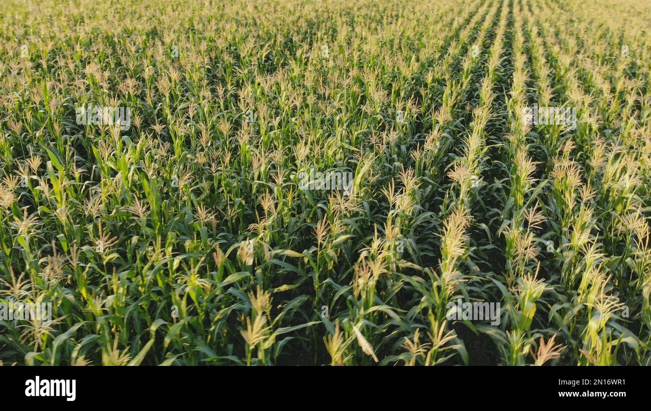 Corn young field. Seedlings planted in a row Stock Photo - Alamy