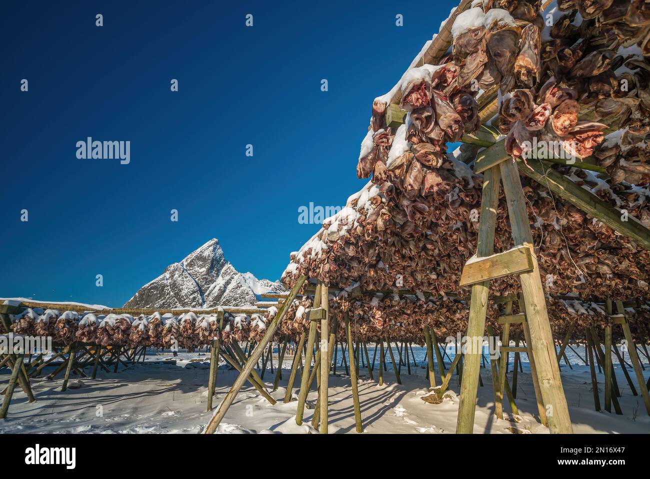 Arctic cod at Lofoten in Norway, Europe Stock Photo - Alamy