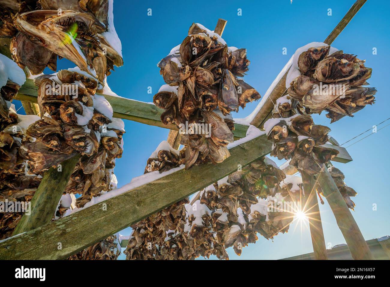 Arctic cod at Lofoten in Norway, Europe Stock Photo - Alamy