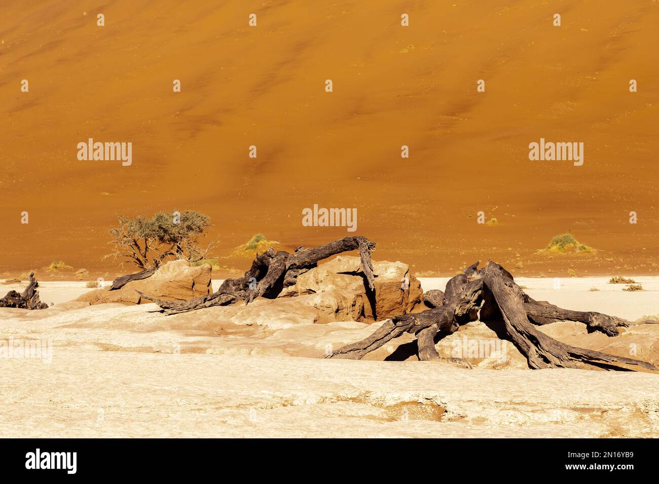 Landscape shot of the iconic dead trees of the Namibian deadvlei area ...