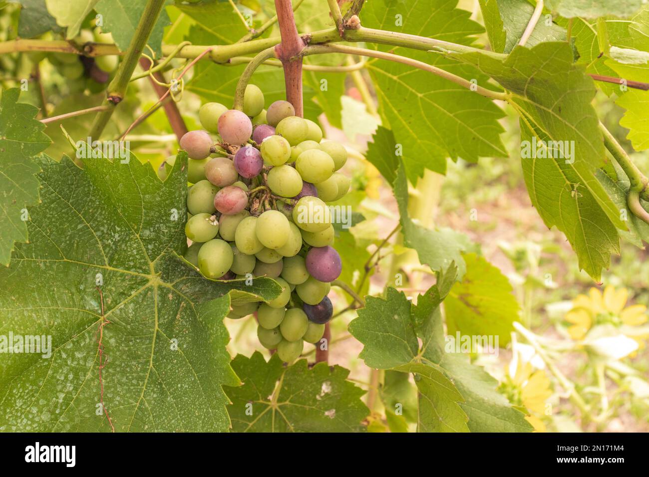 a bunch of green and spoiled grapes with green grape leaves Stock Photo ...