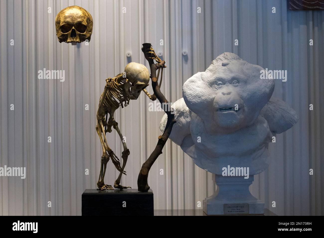 The skull of French philosopher Rene Descartes (1596-1650), top left ...