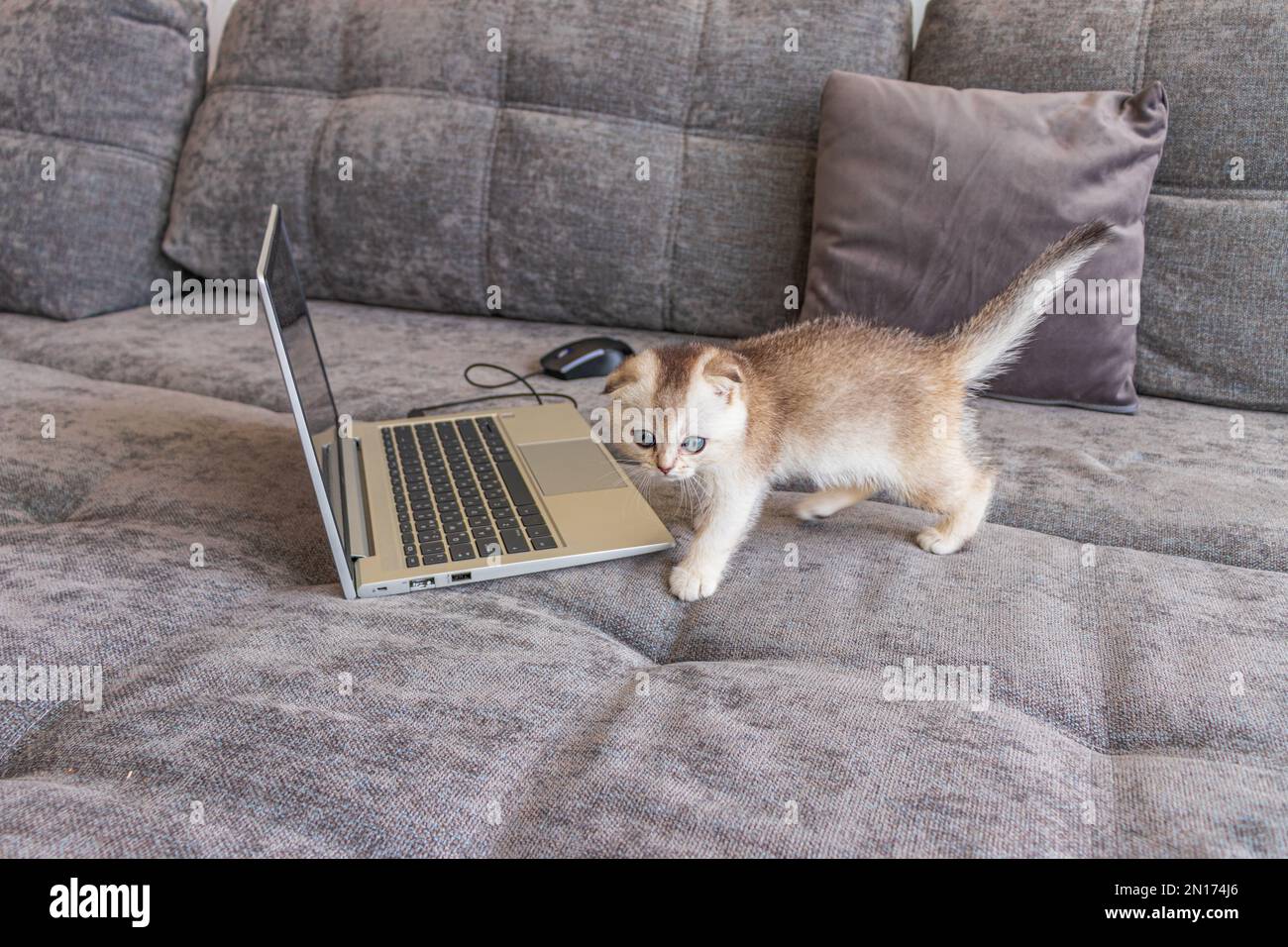 Cute Scottish Fold kitten with a laptop computer on the sofa Stock ...