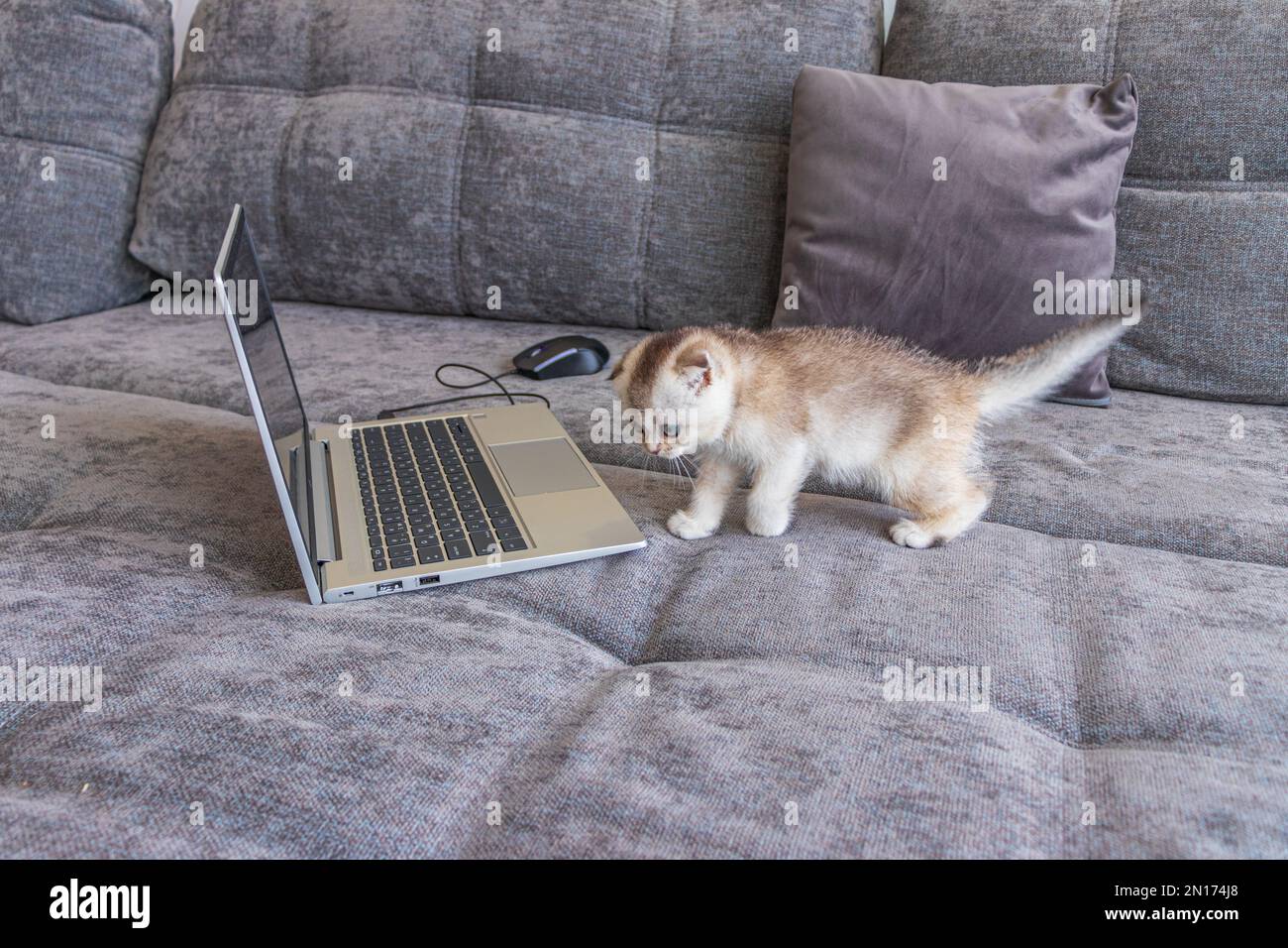 Cute Scottish Fold kitten with a laptop computer on the sofa Stock ...