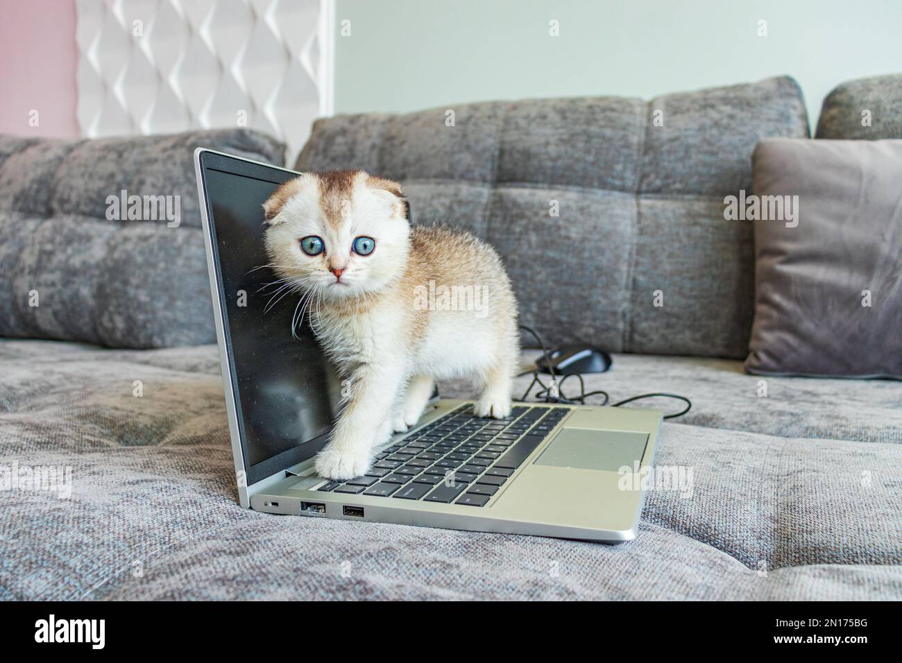 Cute Scottish Fold kitten with a laptop computer on the sofa Stock ...