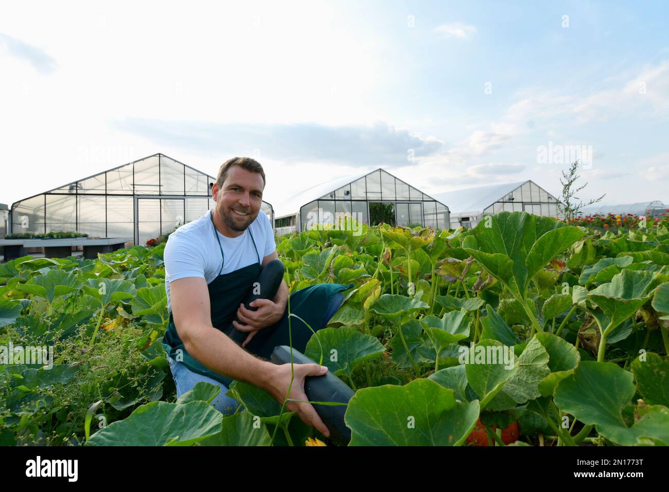 farmer harvests zucchini on a vegetable field of the farm Stock Photo ...