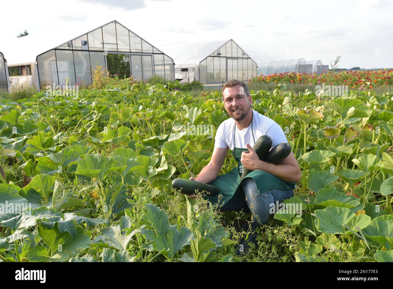 farmer harvests zucchini on a vegetable field of the farm Stock Photo ...
