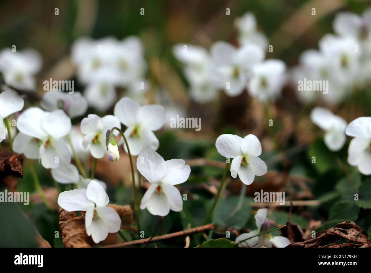 White viola odorata hi-res stock photography and images - Alamy