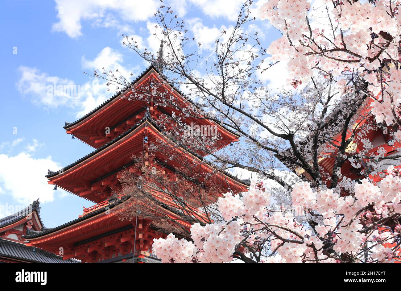 Ancient pavilion and blooming sakura branches in Fushimi Inari shrine ...
