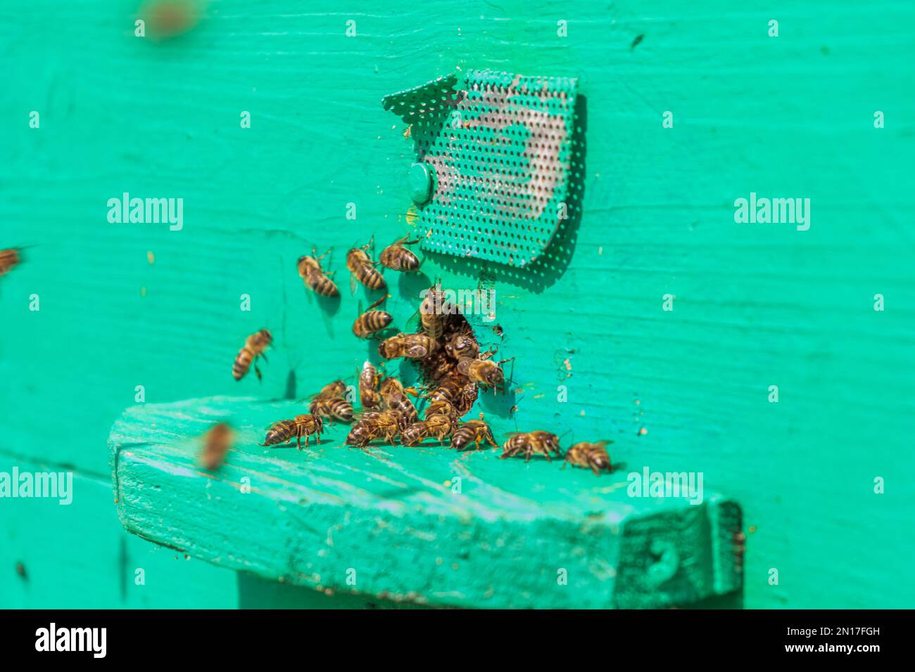 Rural apiary and honey production. Bee hive. A swarm of bees in a ...