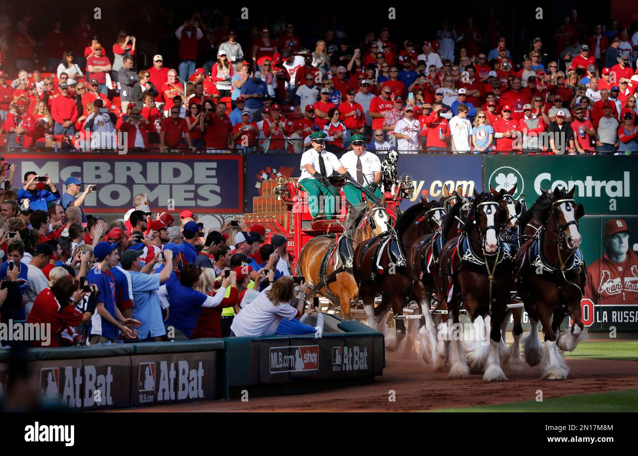 Baseball fans cheers and photograph the Budweiser Clydesdales as the ...