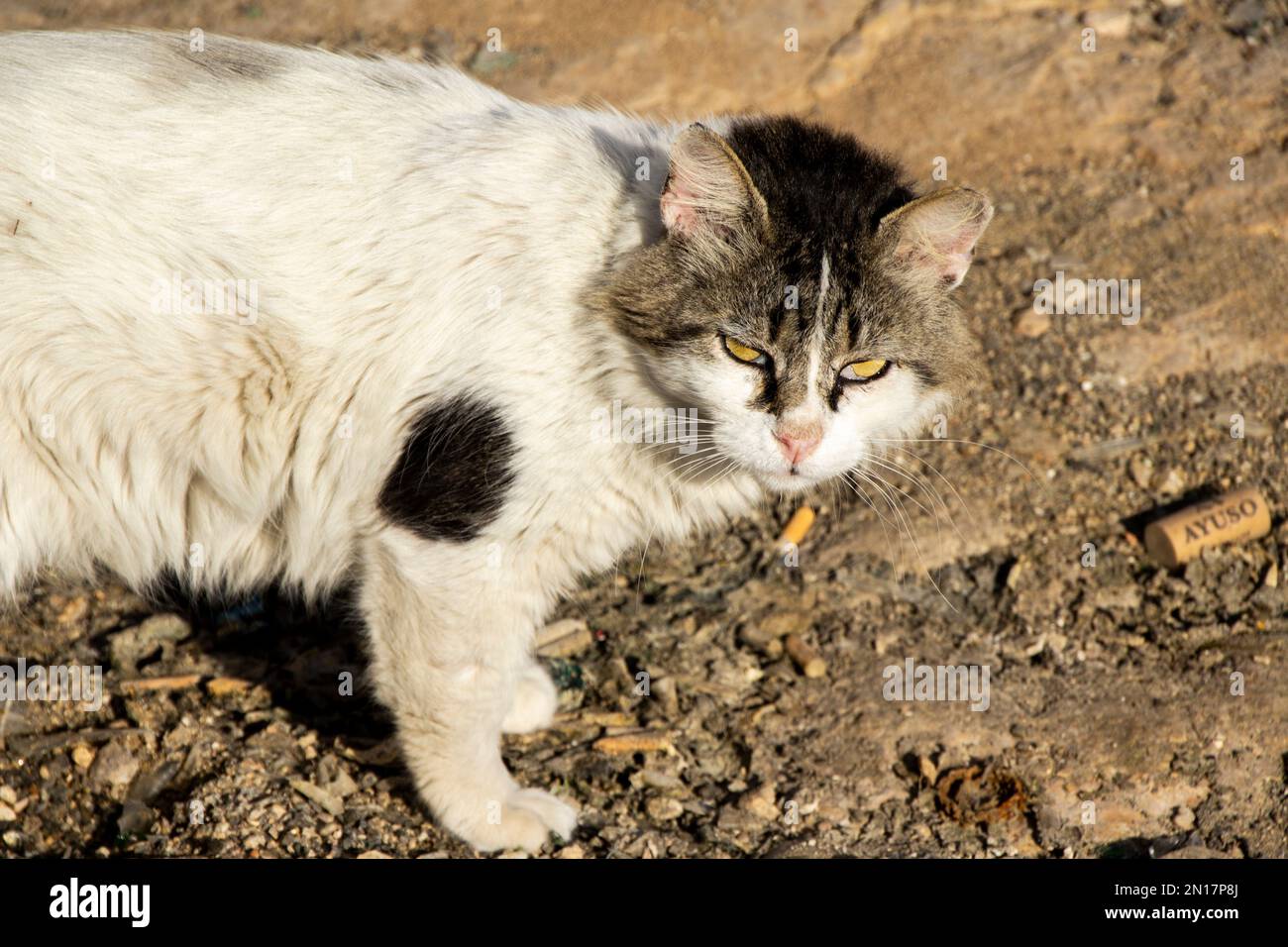 Sick stray hi-res stock photography and images - Alamy