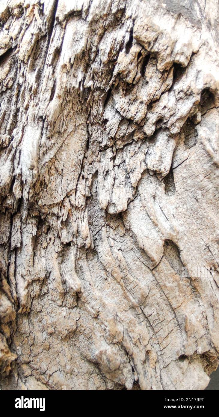 Layers of a tree hi-res stock photography and images - Alamy