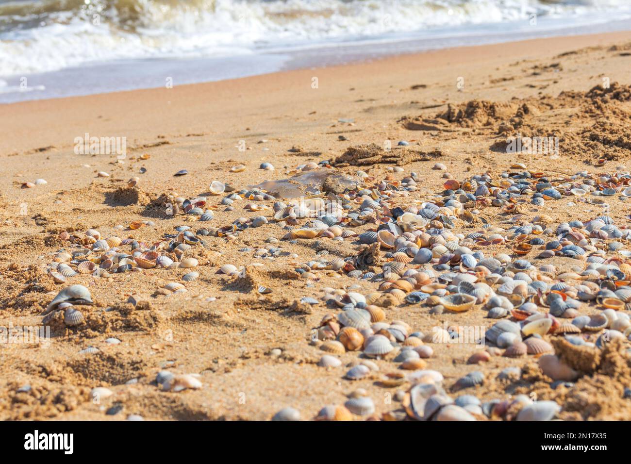 Sea shells on sand. Summer beach background. Top view Stock Photo - Alamy