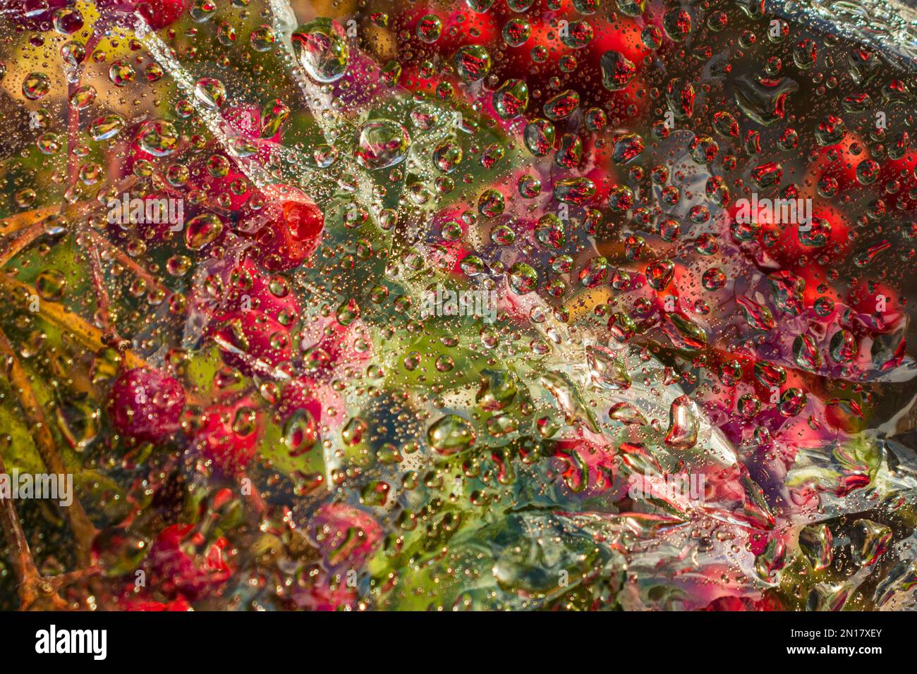 rowan behind a wet window glass in the rain, on which drops of water flow Stock Photo - Alamy