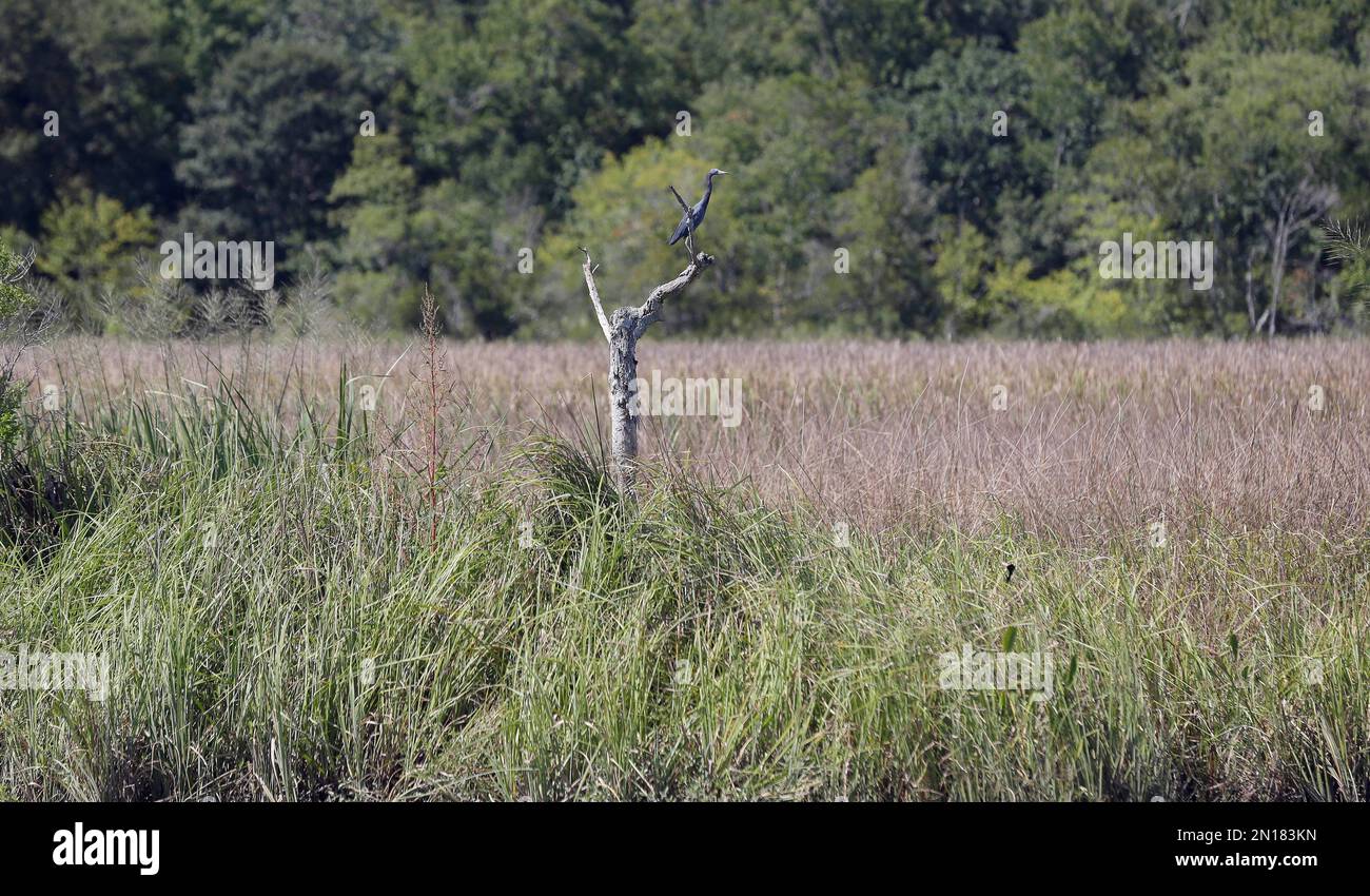 This photo taken Tuesday, Sept. 15, 2015 shows a coastal marsh along ...