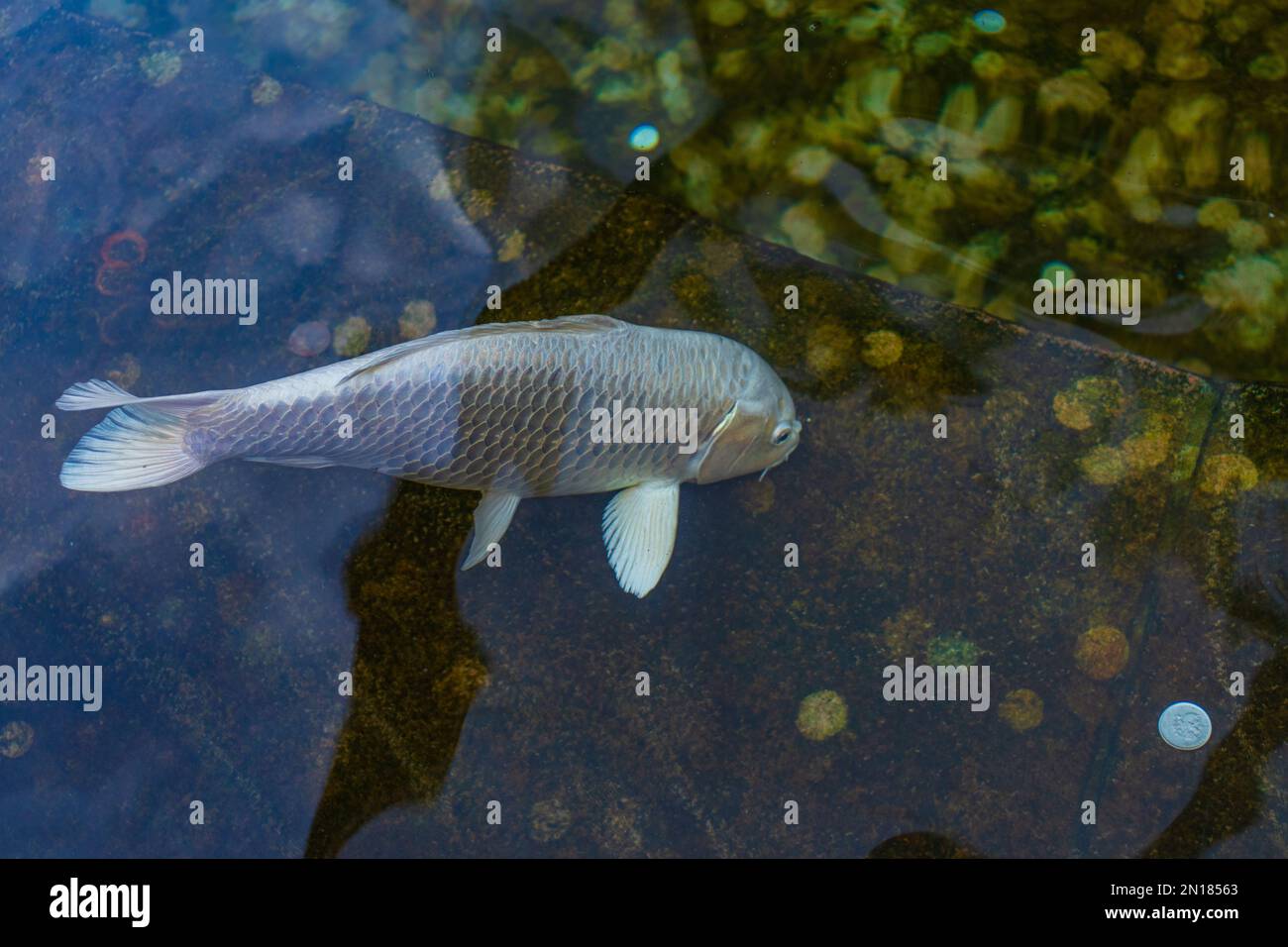 Japanese Carp in the dark water Stock Photo - Alamy