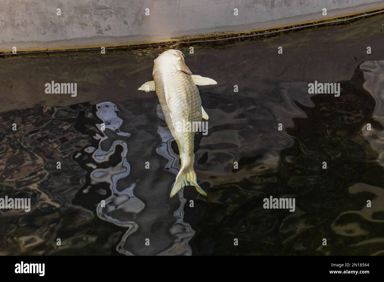 Japanese Carp in the dark water Stock Photo - Alamy