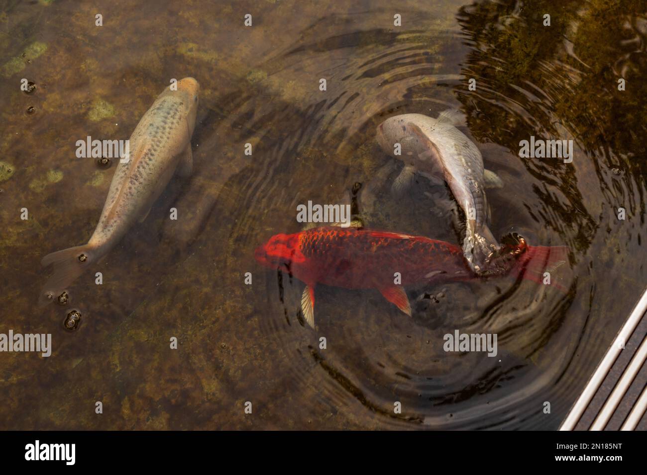 Japanese Carp in the dark water Stock Photo - Alamy