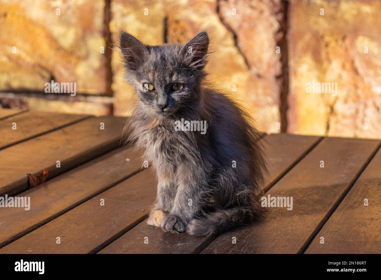 A small sick kitten sitting on the road. A little homeless kitten is ...