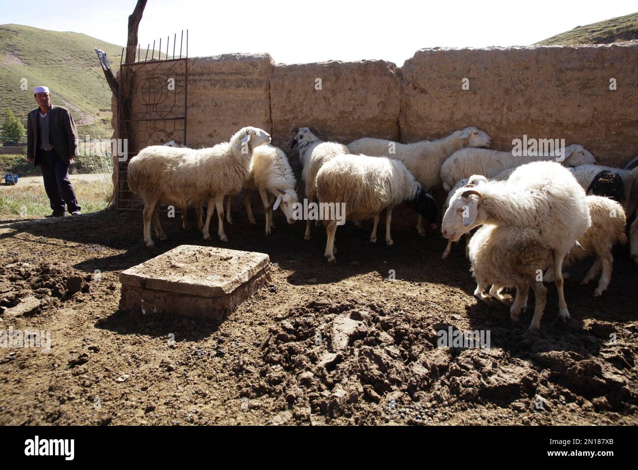 A Hui ethnic minority farmer tends to his sheep in a village near ...