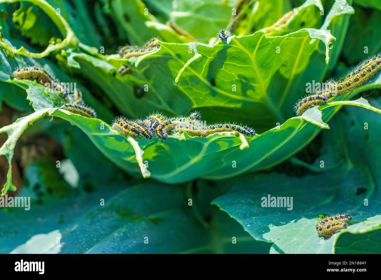 Cabbage leaf covered with caterpillar pest Stock Photo - Alamy