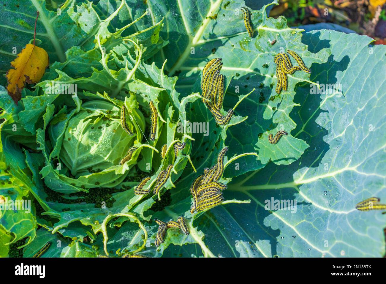 Cabbage leaf covered with caterpillar pest Stock Photo - Alamy