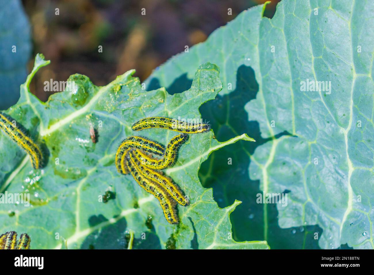 Cabbage leaf covered with caterpillar pest Stock Photo - Alamy