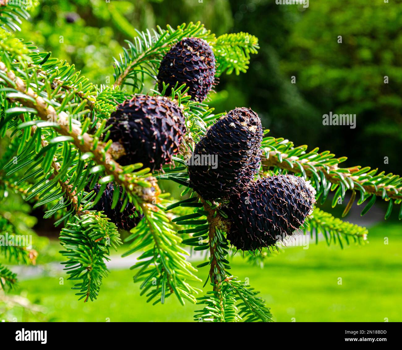 Bristlecones on a branch Stock Photo - Alamy