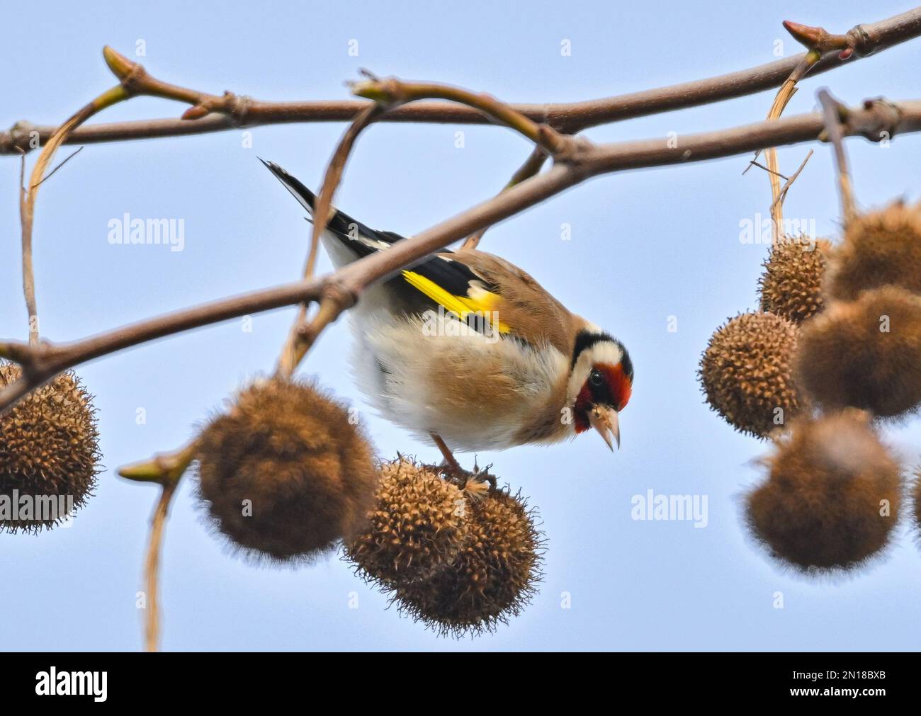 Sieversdorf, Germany. 05th Feb, 2023. A goldfinch (Carduelis carduelis ...