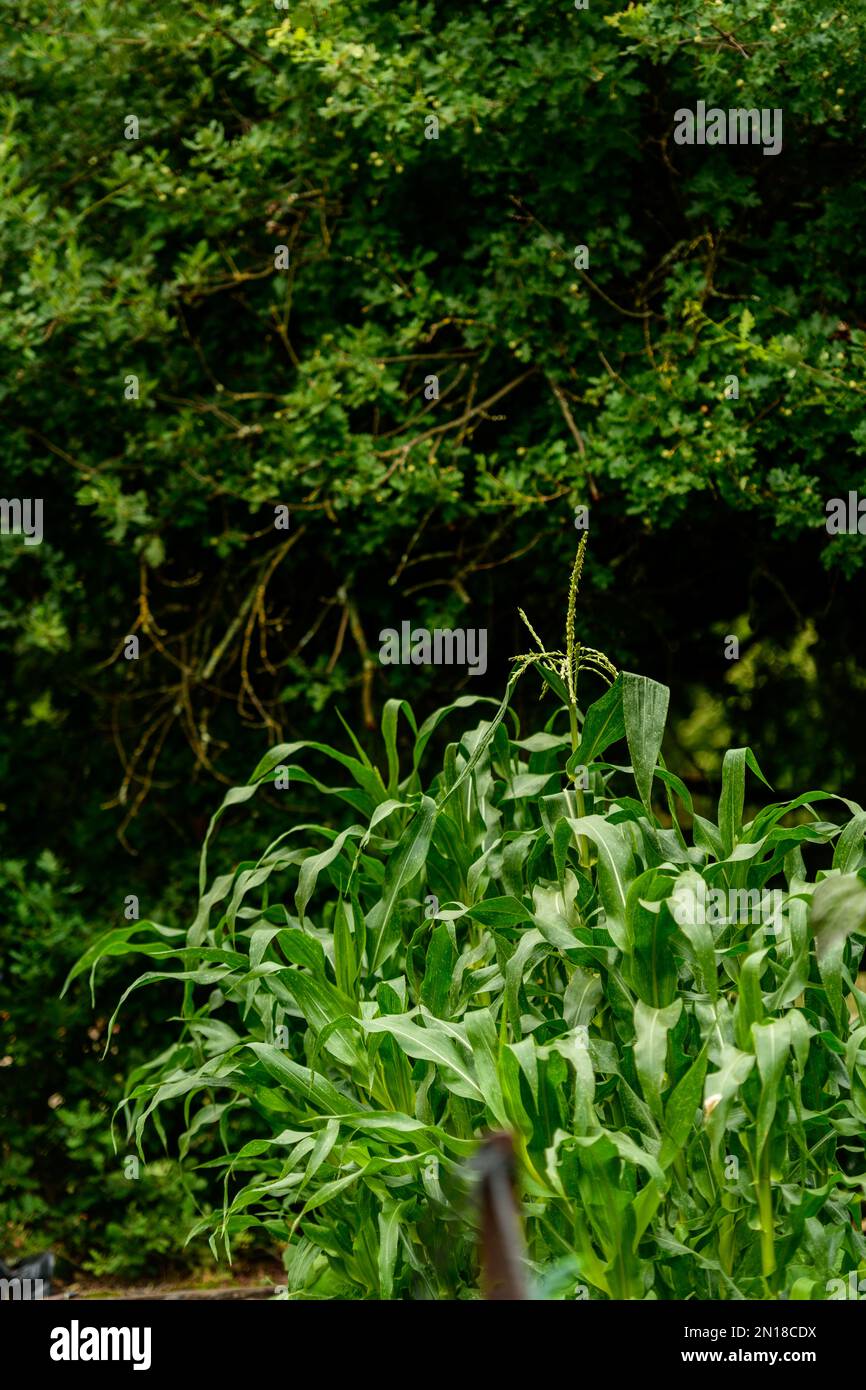 Purple King Climbing Beans on trellis in the kitchen garden Stock Photo ...