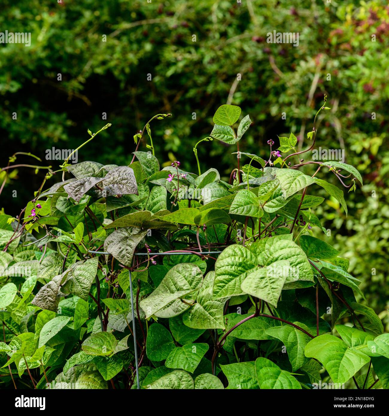 Purple King Climbing Beans on trellis in the kitchen garden Stock Photo ...
