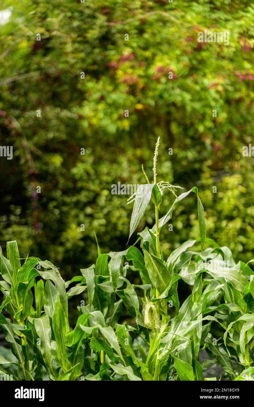 Leader of the Pack Stock Photo - Alamy