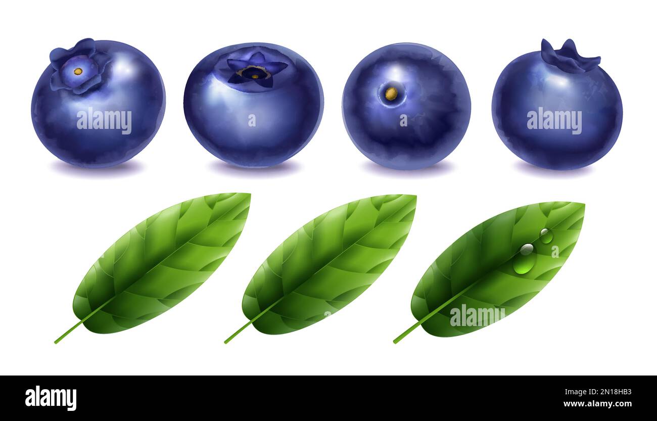 Realistic blueberry set of fresh berries and green leaves isolated on ...