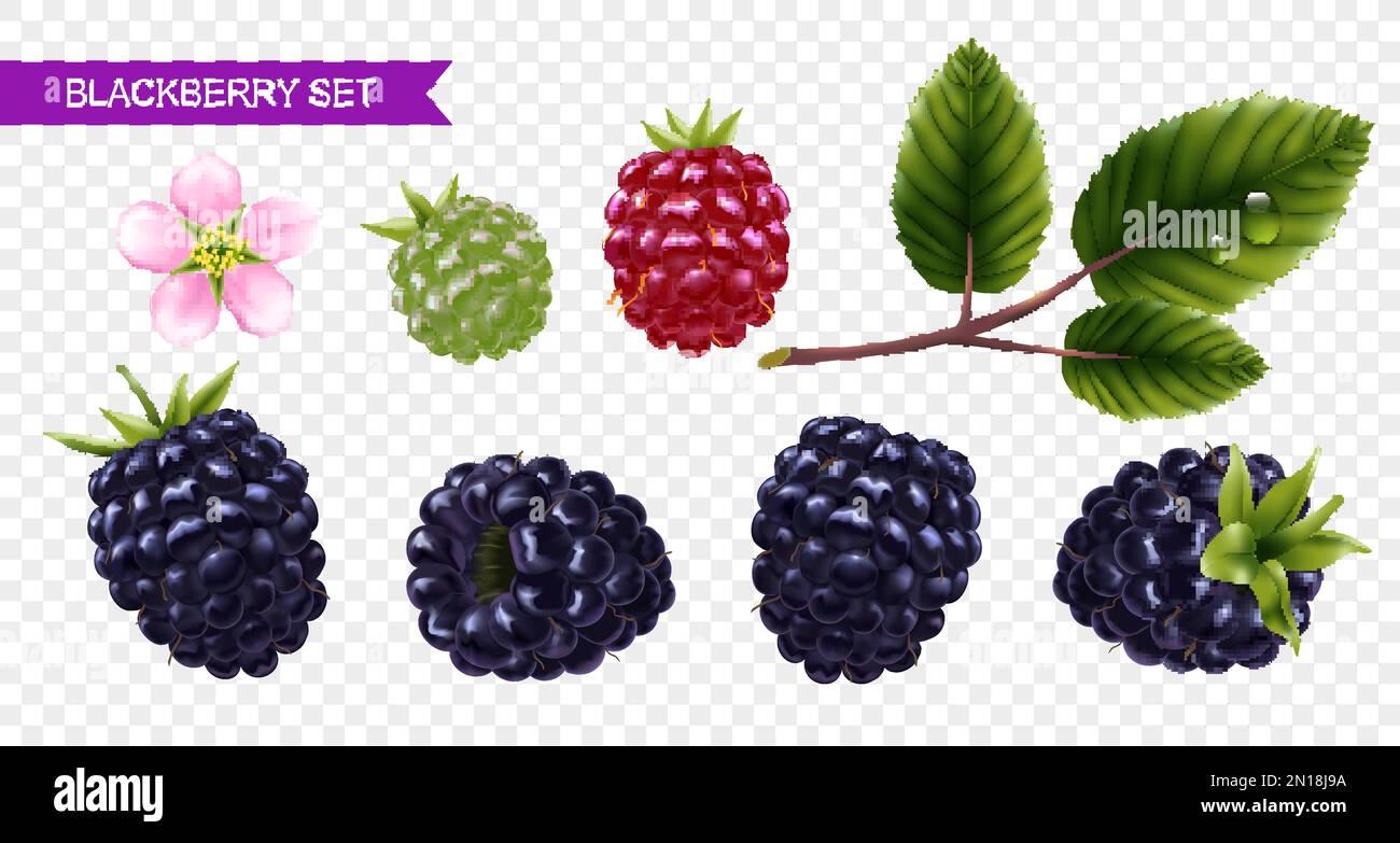 Blackberry set of ripe and unripe berries flower green leaves on ...