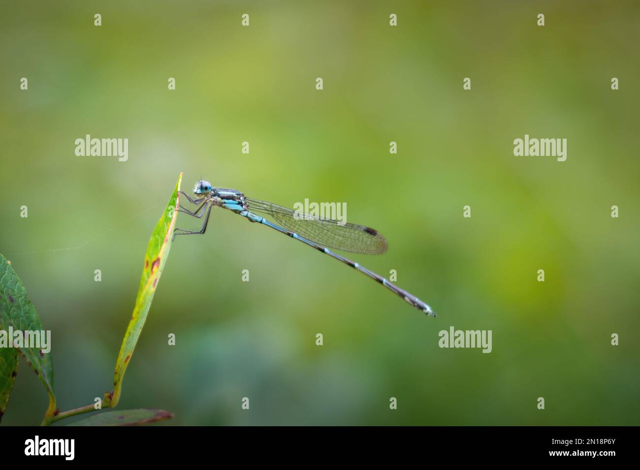 Dragonfly perched on blueberry tree leaf with nature green background ...