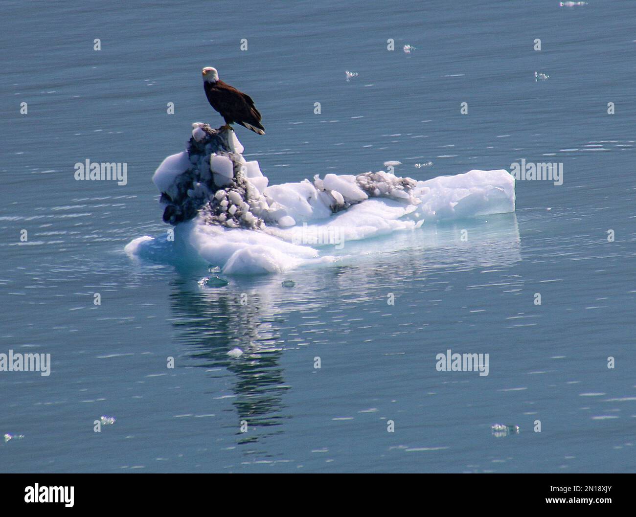 Bald eagle on an ice floe in the Gulf of Alaska, USA Stock Photo - Alamy
