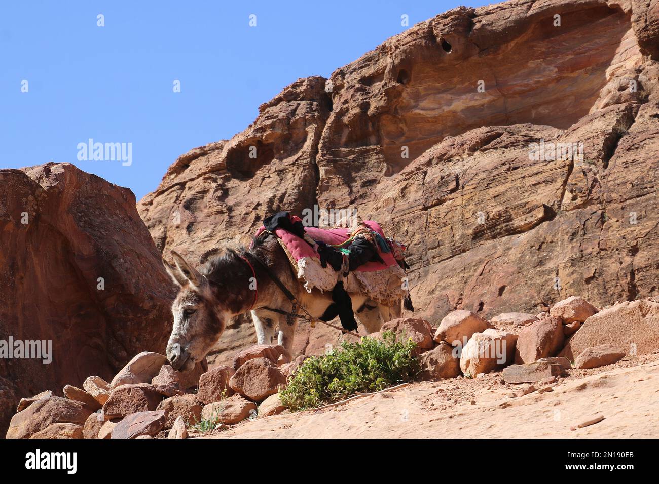 Tethered animals hi-res stock photography and images - Alamy