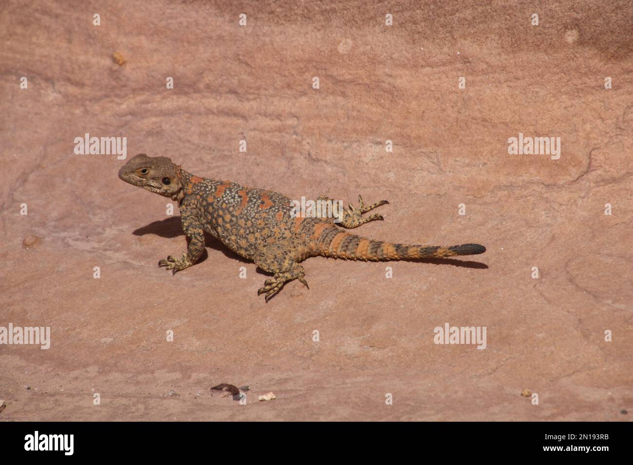 starred agama (Stellagama stellio) This species of lizard is native to ...