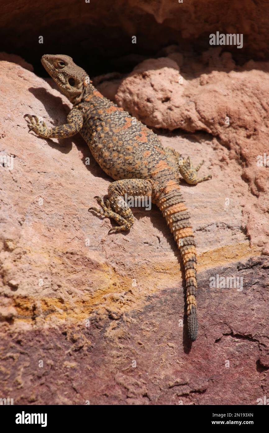 Petra wildlife hi-res stock photography and images - Alamy
