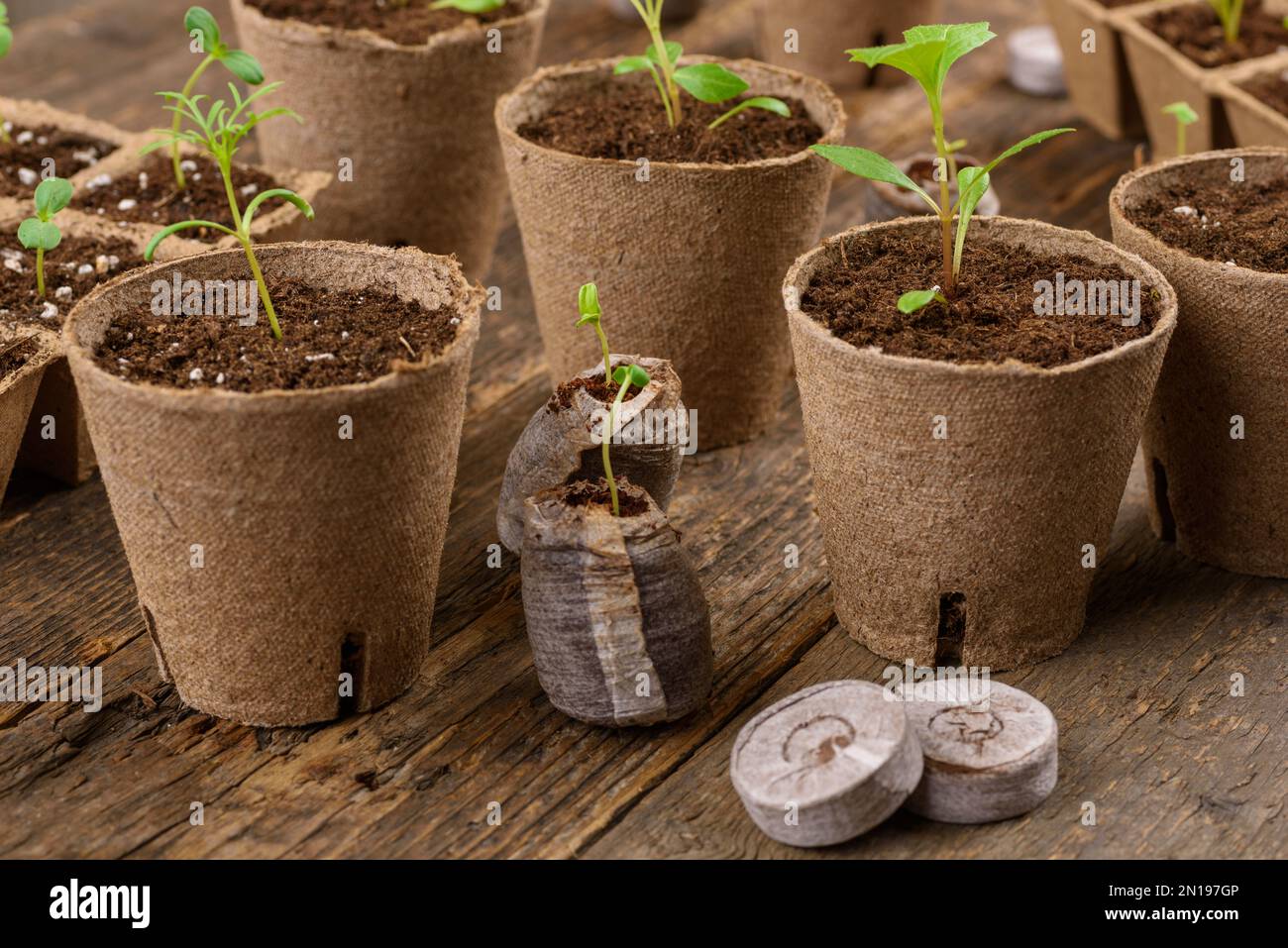 Potted flower seedlings growing in biodegradable peat moss pots on ...