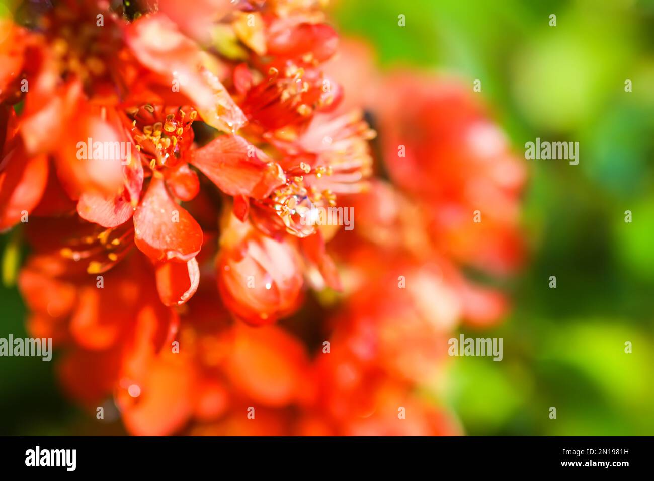 Flowering Cydonia plant. Red spring flowers of Japanese quince Stock Photo - Alamy