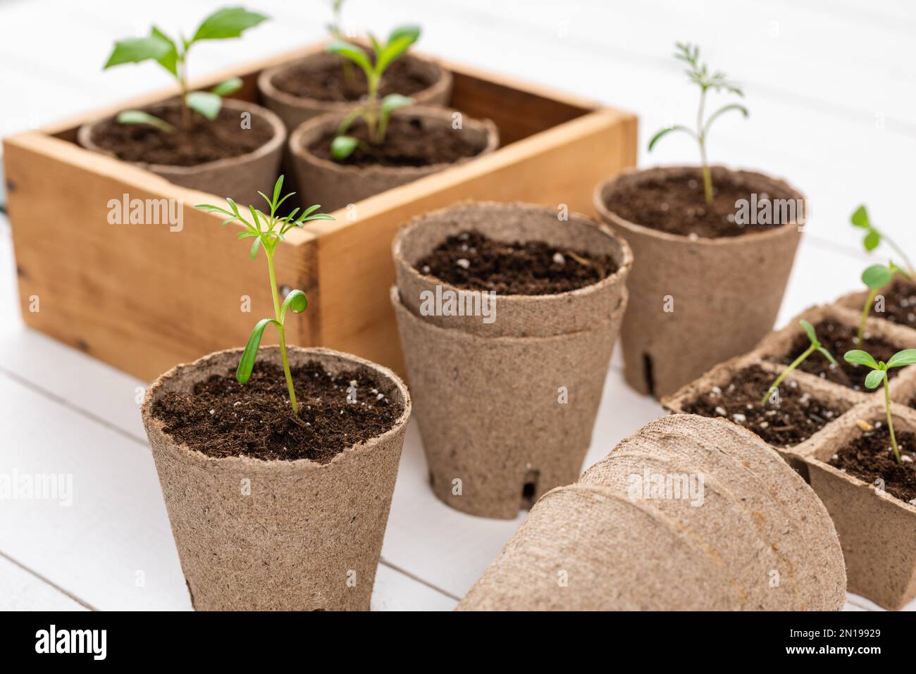 Potted flower seedlings growing in biodegradable peat moss pots on ...