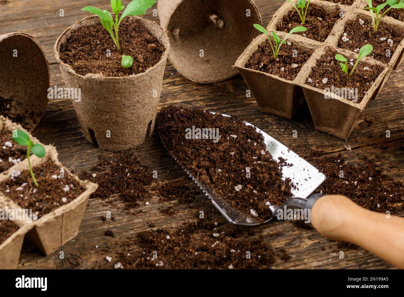 Potted flower seedlings growing in biodegradable peat moss pots. Zero ...