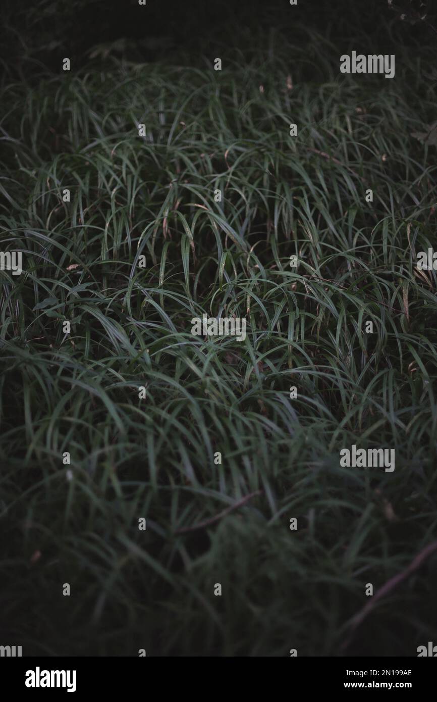 Black grass mondo hi-res stock photography and images - Alamy