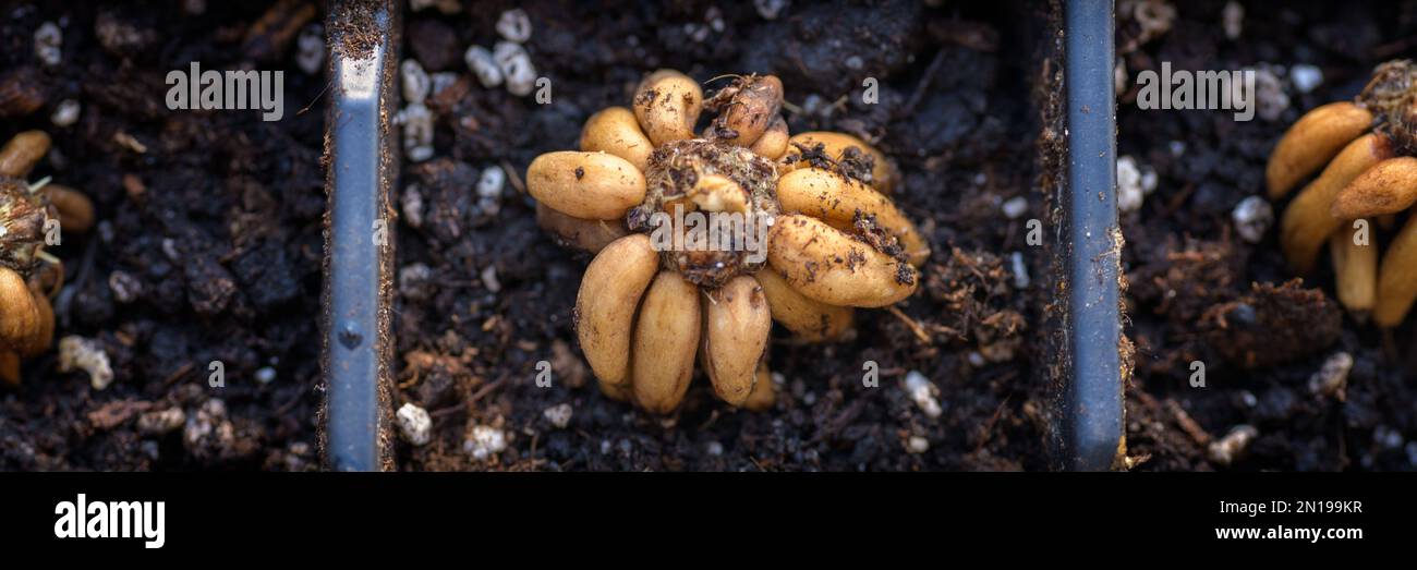 Ranunculus asiaticus or persian buttercup. Presoaked ranunculus corms planted in a propagation ...